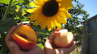 Otow Orchard Fruit Stand: Suncrest Peaches & White Peaches