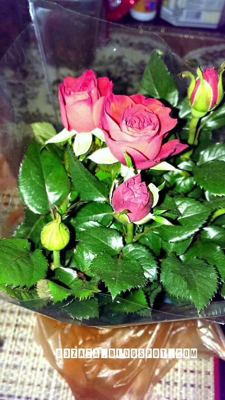 INDAHNYA KEHIDUPAN: Pokok Bunga Ros Cameron.