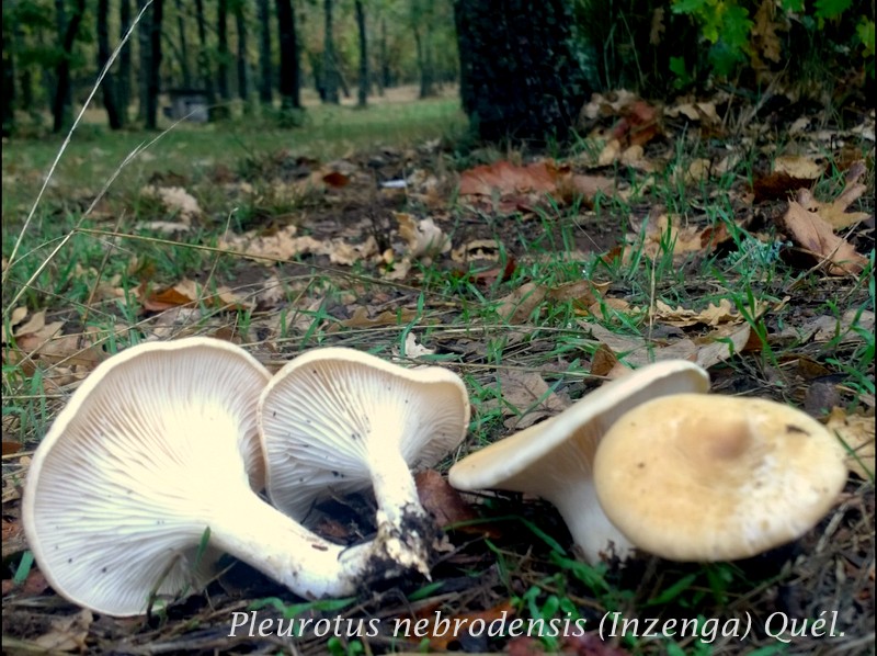 archivos de micología: Pleurotus nebrodensis (Inzenga) Quél.
