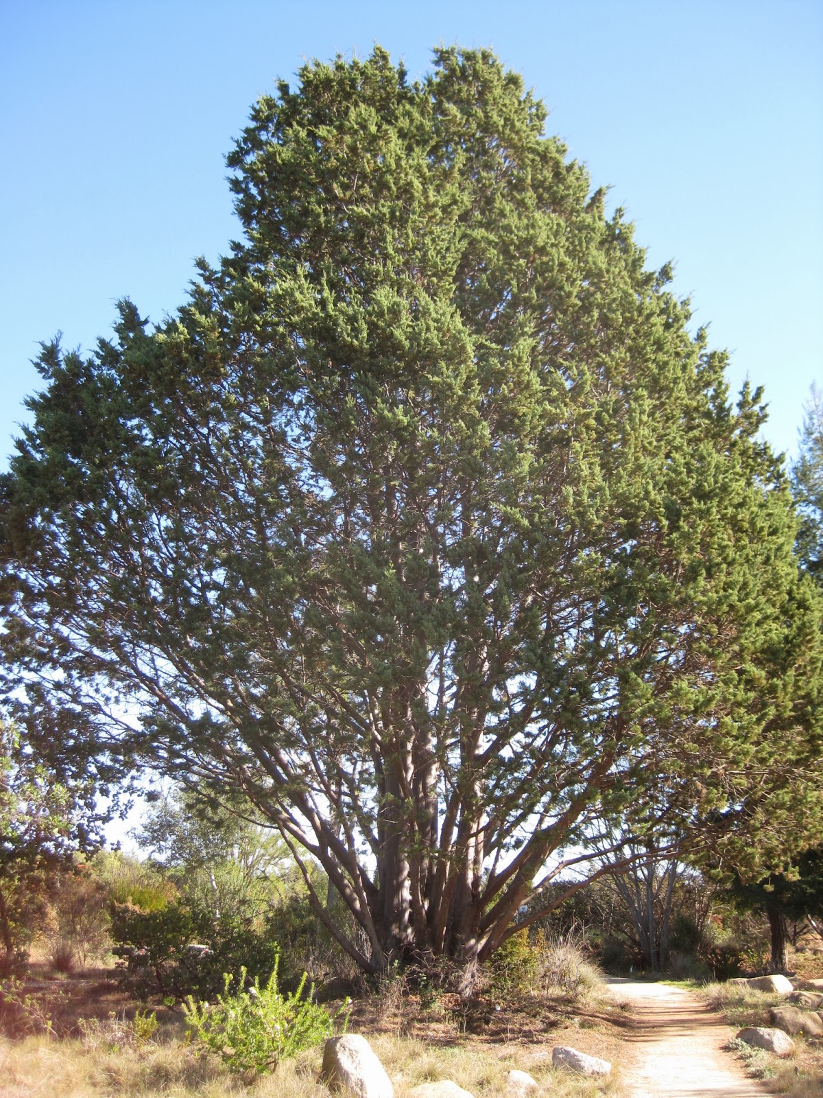 Trees of Santa Cruz County: Cupressus forbesii - Tecate Cypress