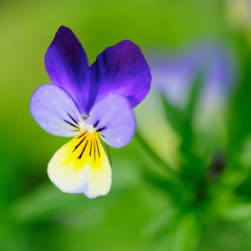 Knuts tips om makrofotografering: Høstblomster og något attåt