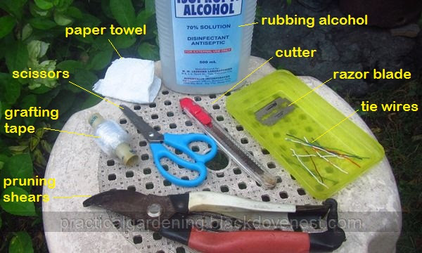 Practical Gardening: Cleft Grafting, Top-Wedge Graft or V-Graft on Cape ...