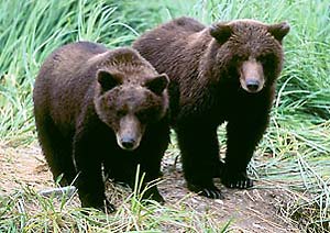 Beruang ~ Alfilail's Blog