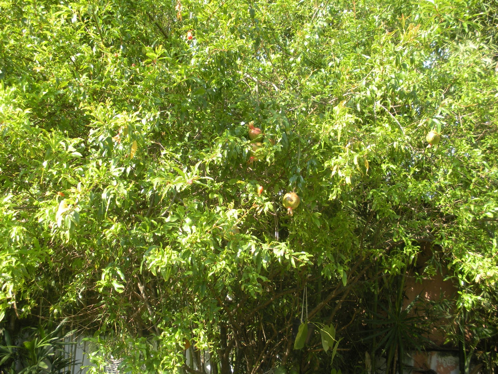 Alecrim e Cheiro Verde : Pé de Romã