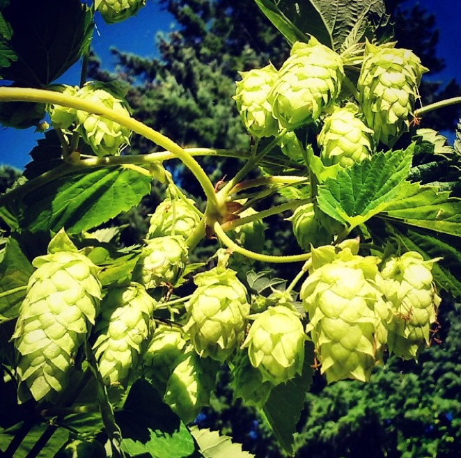 12 Angry Brews: Happy Hops