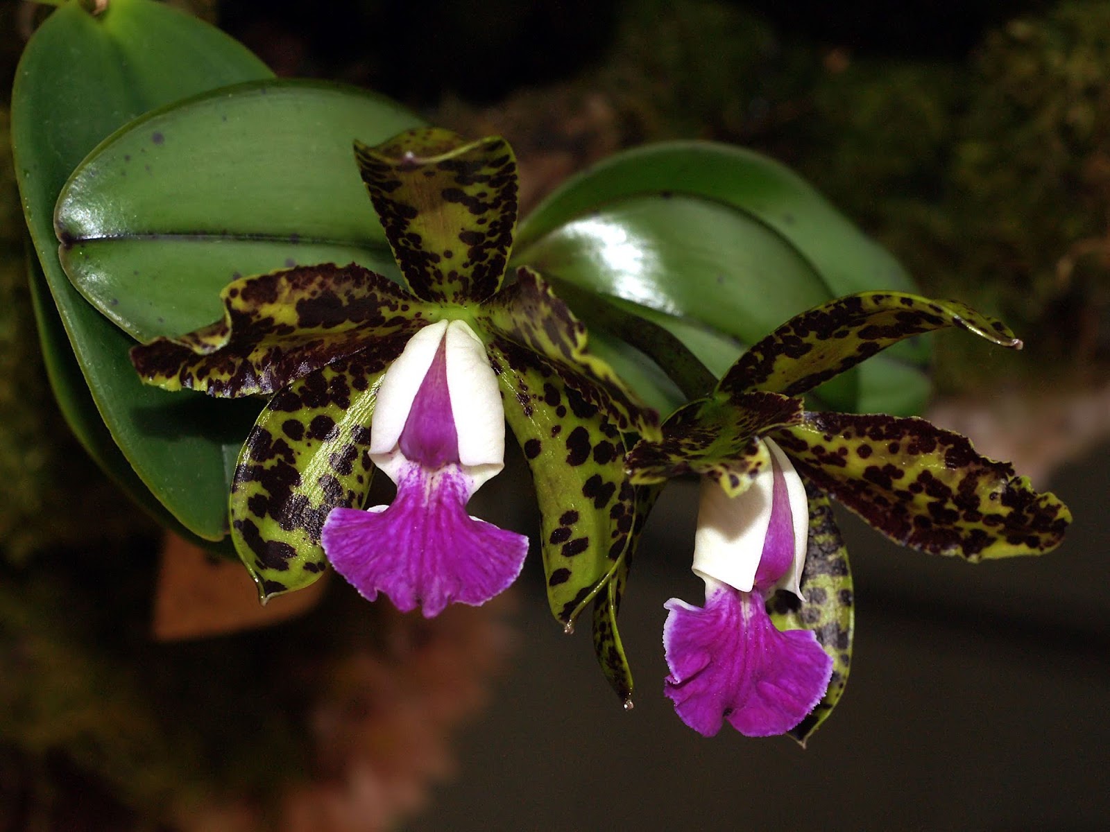 Cattleya aclandiae care and culture | Travaldo's blog