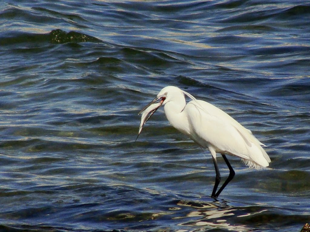 PHOTO ODYSSEY OF RICHARD: SMALL EGRET EGRETA MICA EGRETTA GARZETTA