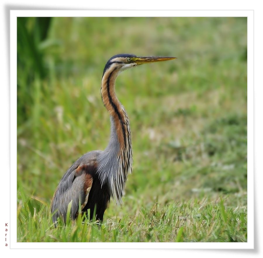 NATUURLIJK NEDERLAND: PURPER REIGER, POLDERS NEXT TOPMODEL