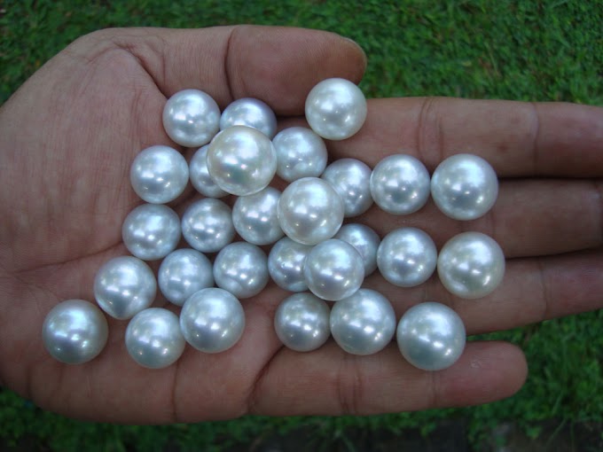 Lombok Golden South Sea Pearls Indonesia