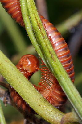 Millipede
