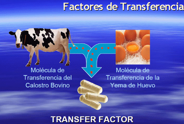 TRANSFER FACTOR ES SALUD: FACTORES DE TRANSFERENCIA, EL MILAGRO DEL ...
