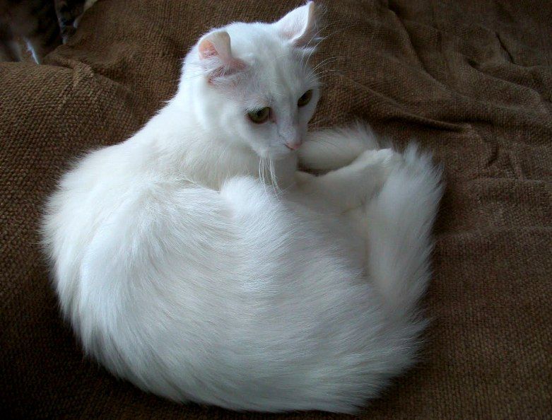 Lovely World Cat: Jenis - Jenis Kucing