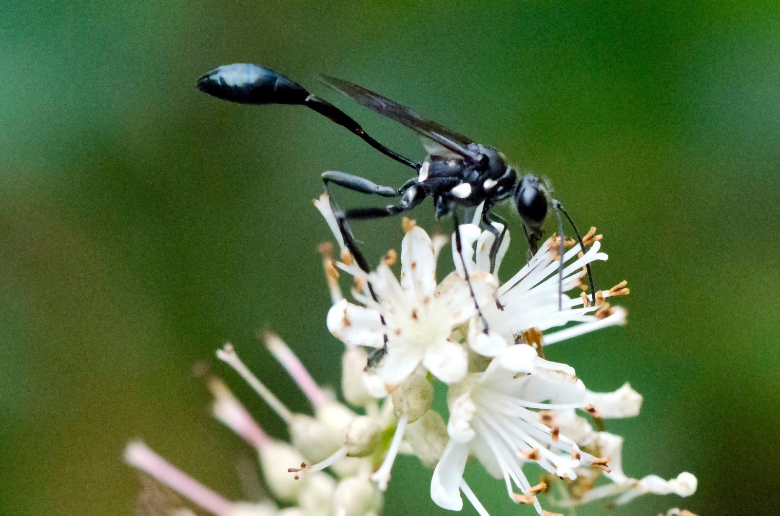 Urban Wildlife Guide: Thread-waisted Wasp