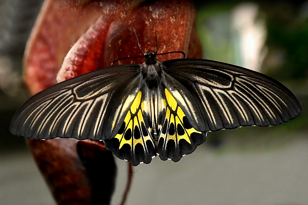 Troides aeacus DATASHEET | BugsAlive