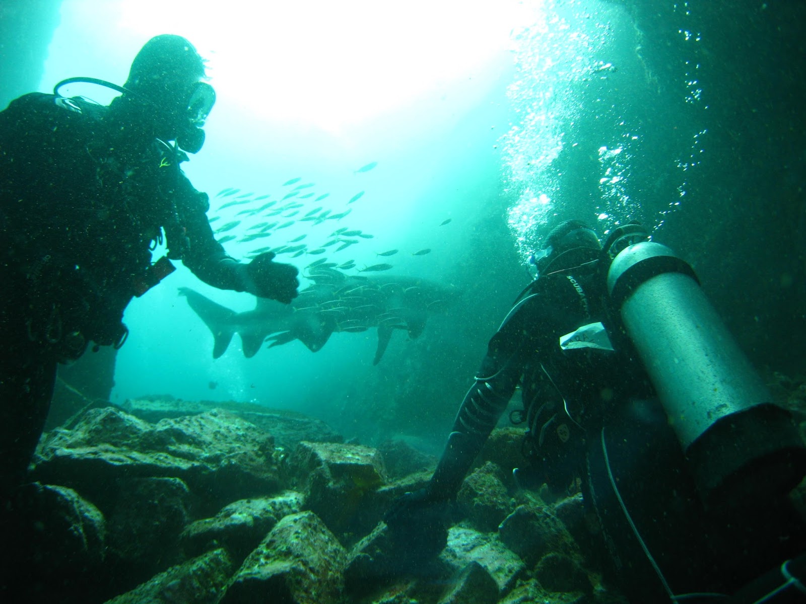 Dive Flag App Travels, Shop & Product Reviews: Fish Rock Dive Center