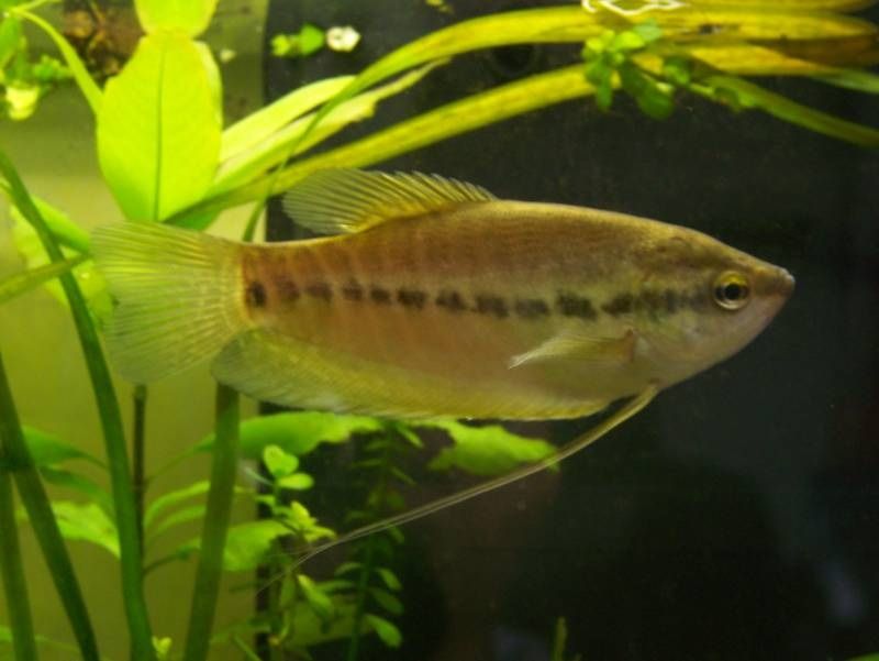 Panduan Lengkap Budidaya Ikan Sepat Siam (Trichogaster Pectoralis)