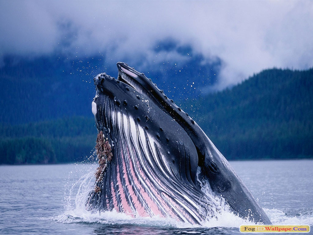 Wheel Fish Desktop HD Wallpaper | Fog HD Wallpaper