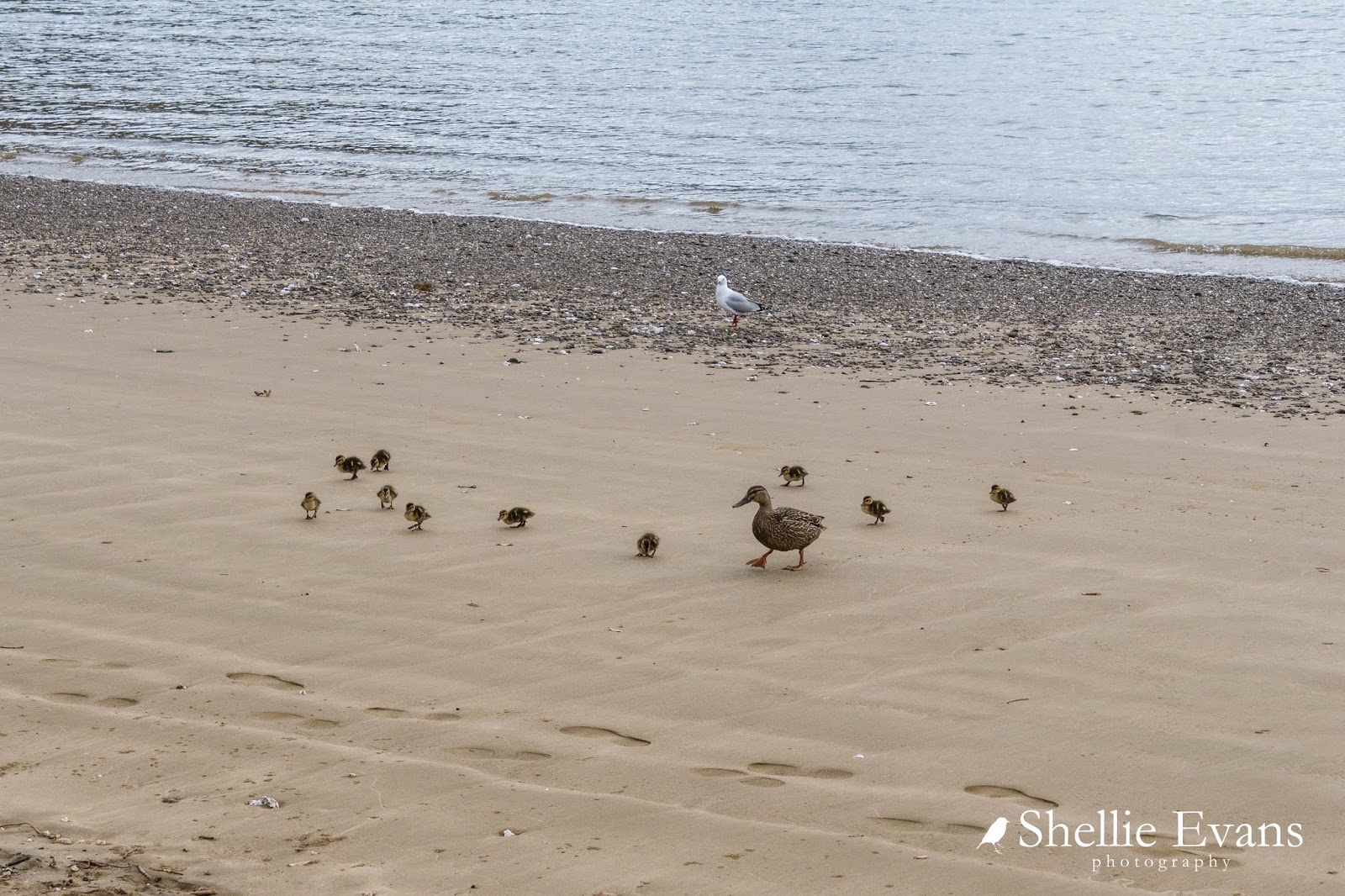 Two Go Tiki Touring: Perfect Puriri Bay- Part 2