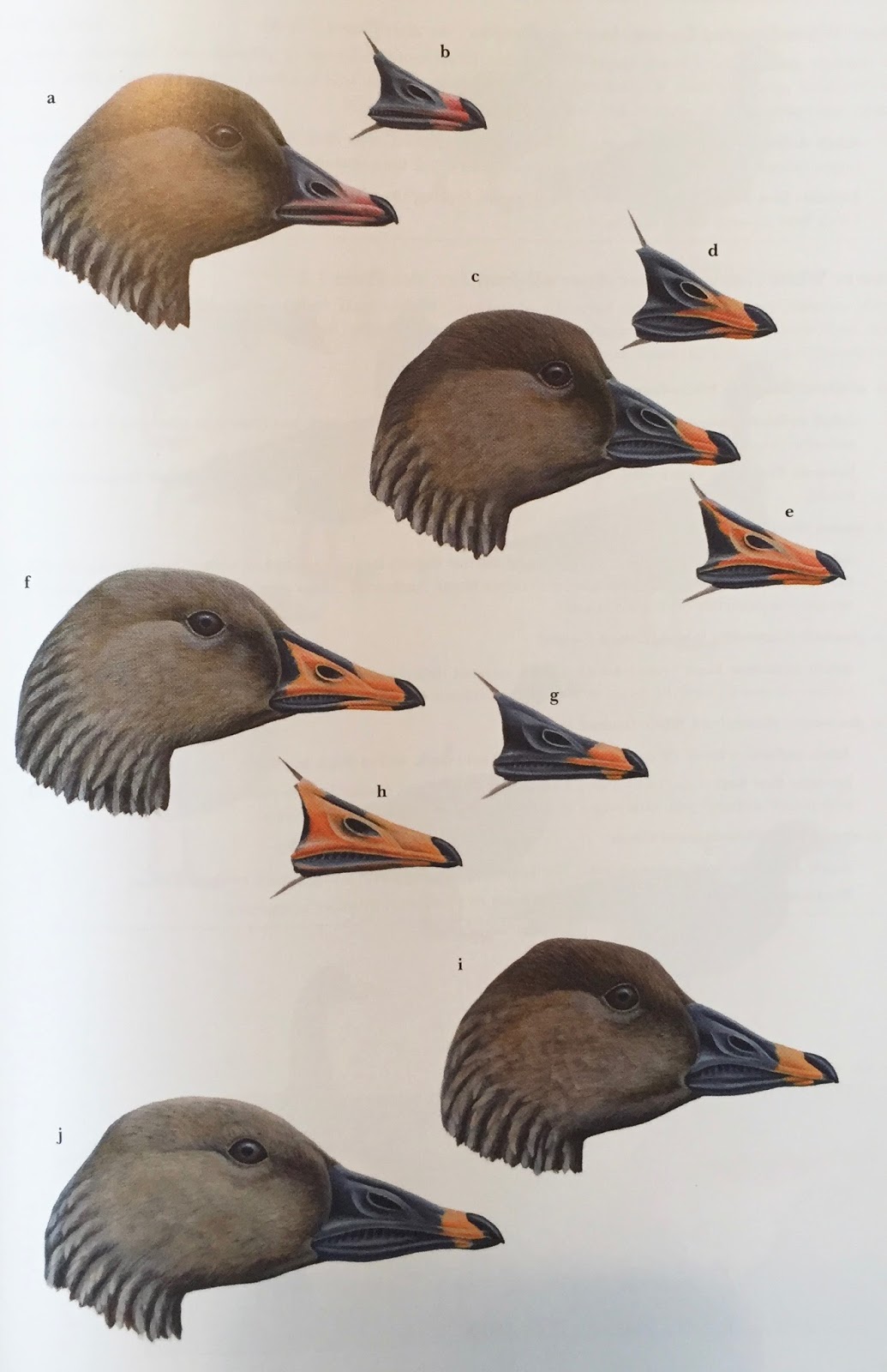Arcticory...: WATERFOWL OF NORTH AMERICA, EUROPE, AND ASIA: AN ...