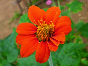Red Sun flower-Tithonia-Rathu Sooriya Kantha | SL Flora