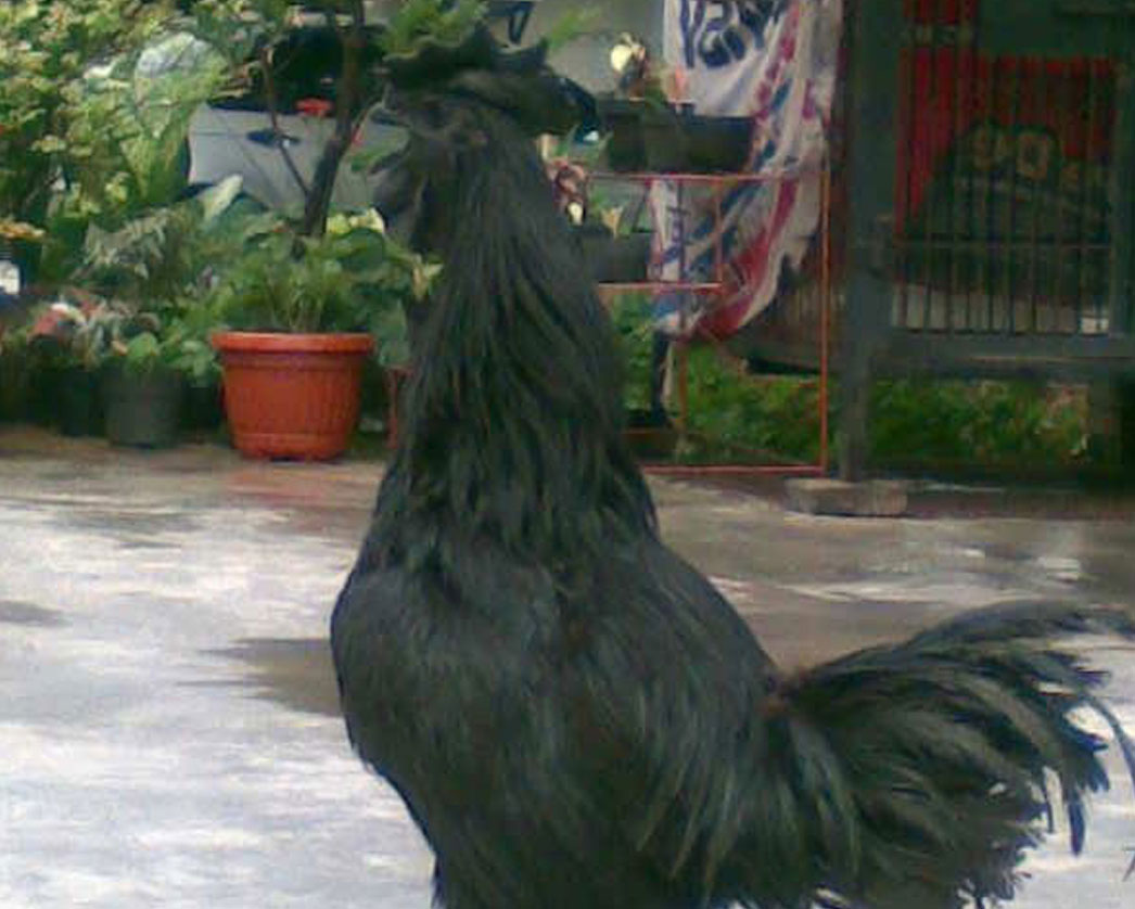 Delta: Raising Chickens Cemani