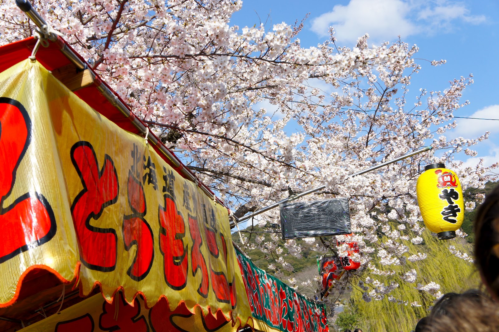 Spring in Japan: Sakura Season and Hanami in Kyoto! - Vikingess Voyages