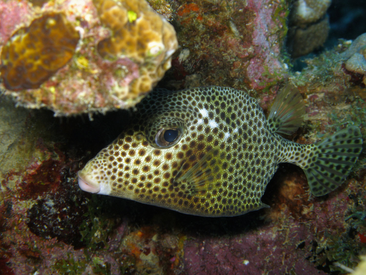 Rambling Jill: Trunkfish