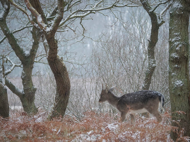 (AWD)....... AMSTERDAMSE WATERLEIDING DUINEN: Dieren in de winter