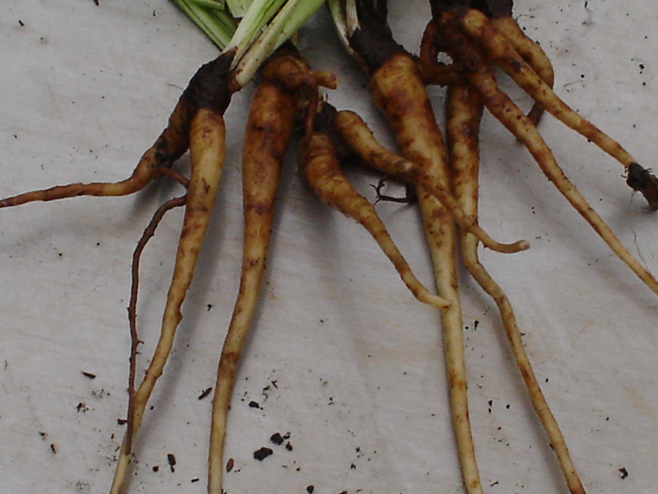 Bushfoods & Survivial Plants: Murnong - Microseris lanceolata