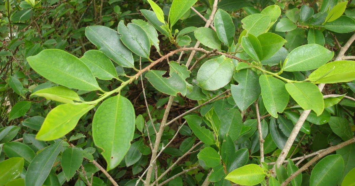 Las Plantas Medicinales: La Coca