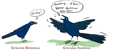 Scratch and Peck: Everything's Bigger -- even the Grackles!