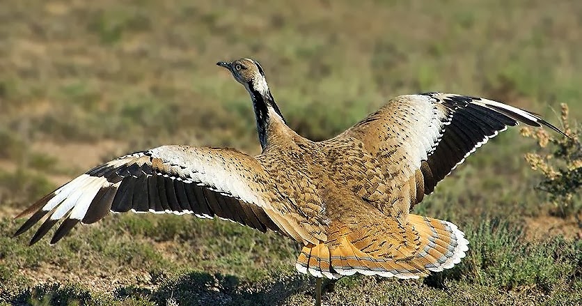 Birds of the World: African houbara