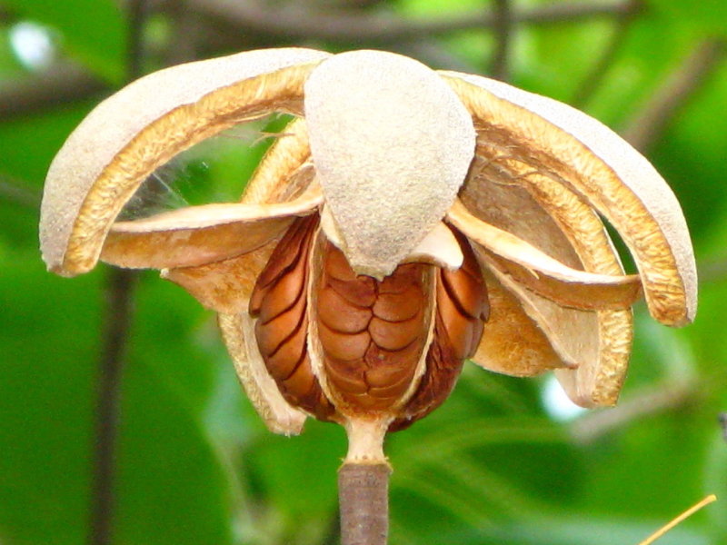 KAPSUL TUNJUK LANGIT / SKYFRUIT / MAHOGANY: Dalam misi untuk ...