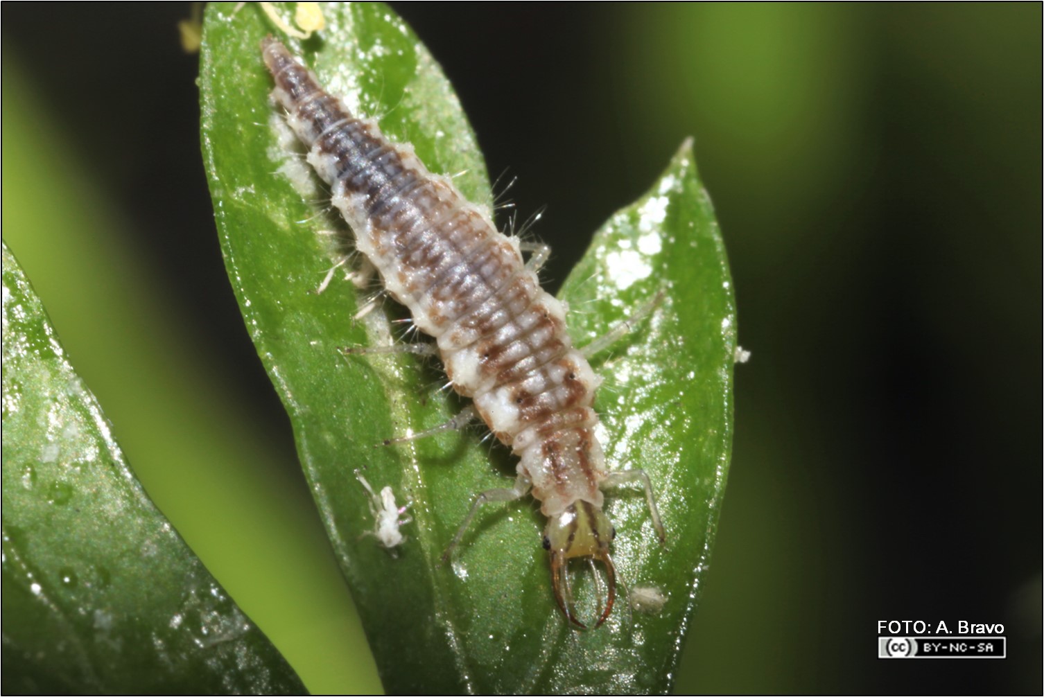 FAUNA AUXILIAR: FAMILIA CHRYSOPIDAE