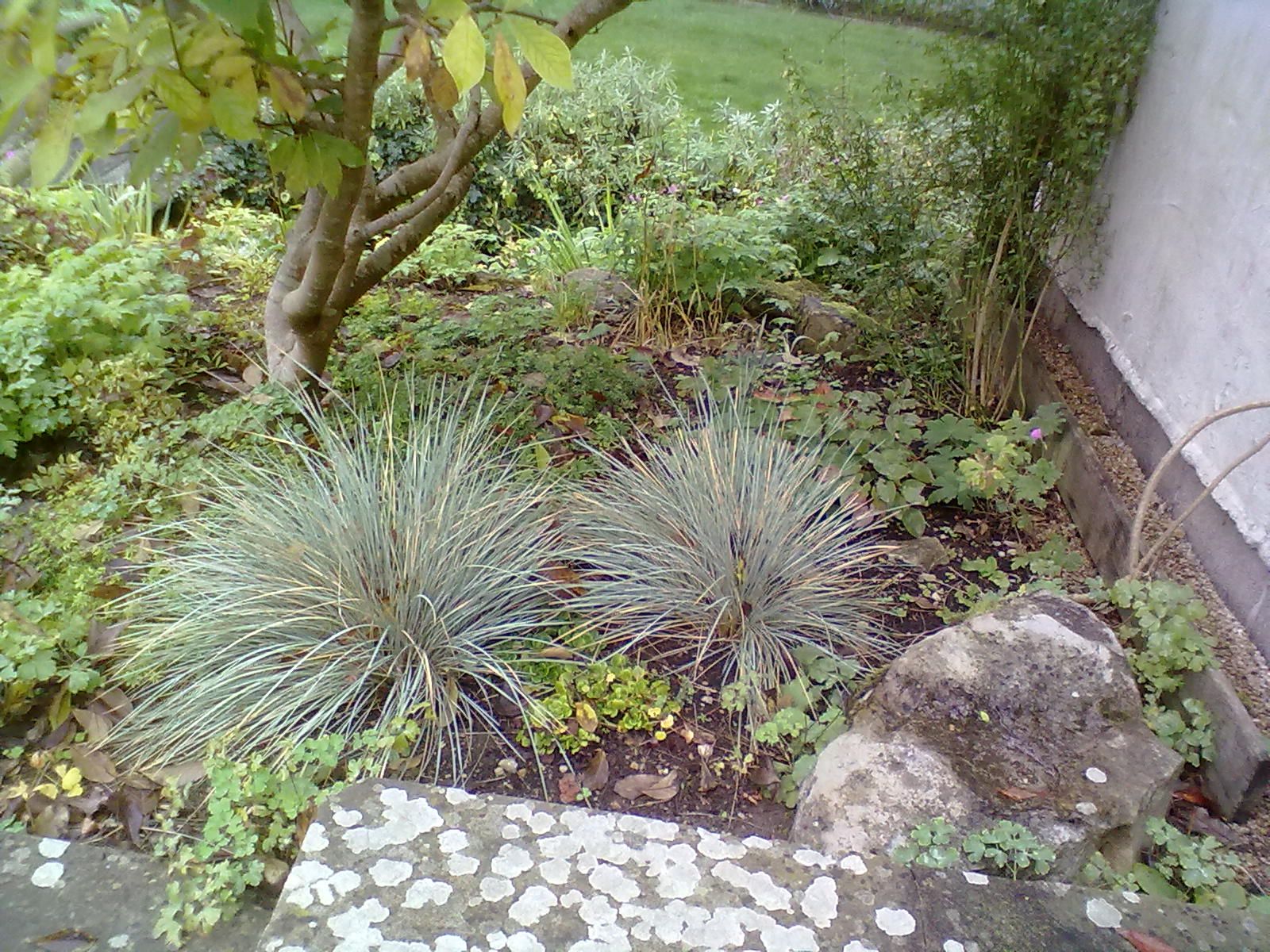 Rachel The Gardener Festuca Glauca Small Blue Clumping Grasses To Trim Or Not To Trim