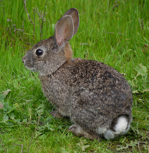Western Brush Rabbits in Poly Canyon: Project Proposal