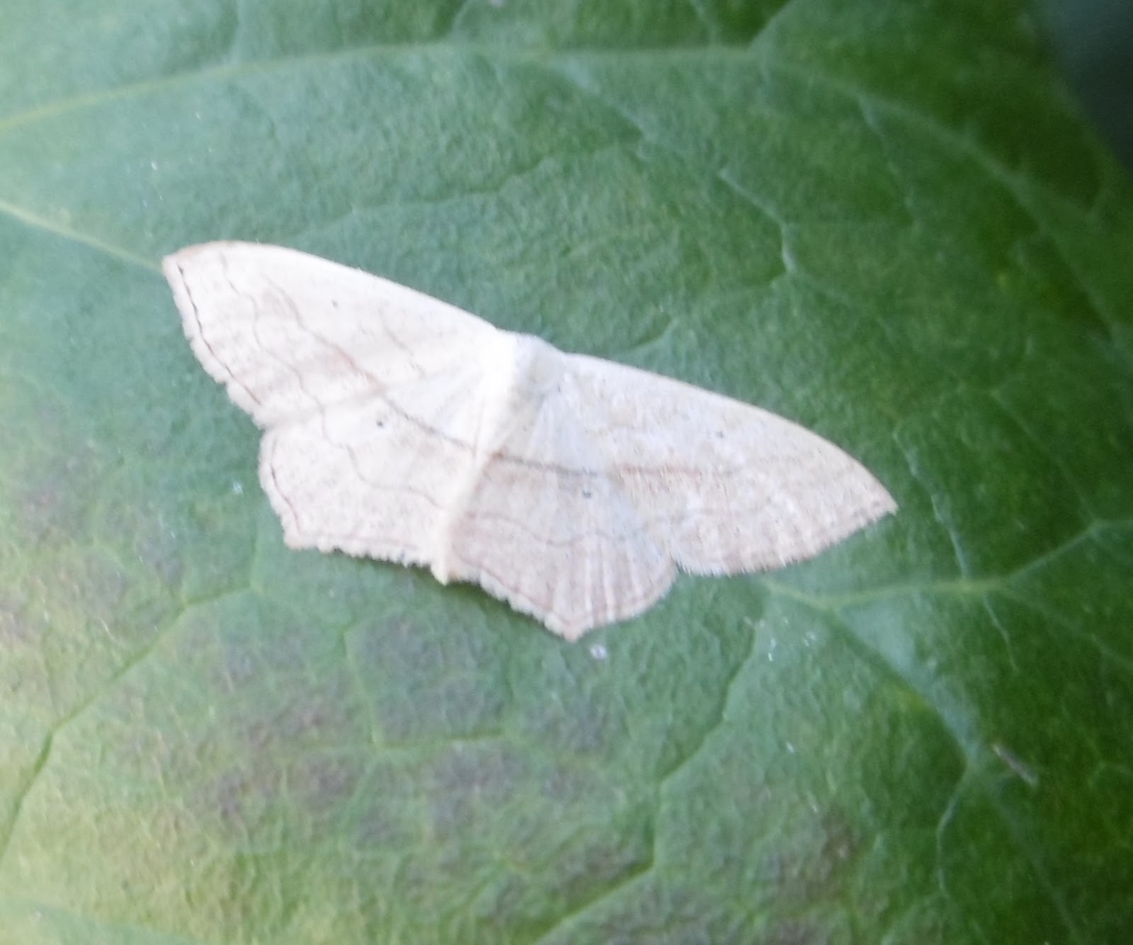 Martin's Moths: Holiday moths