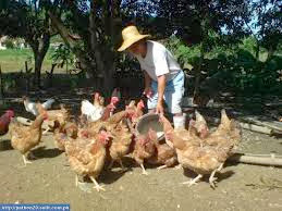 CEMillionaire: INVESTMENT POTENTIAL OF KABIR CHICKEN