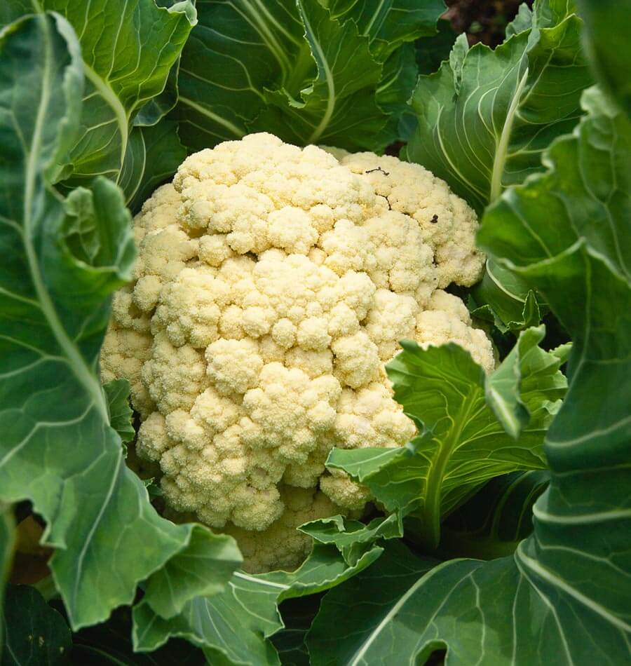 Cali Flower Germination - swimguide