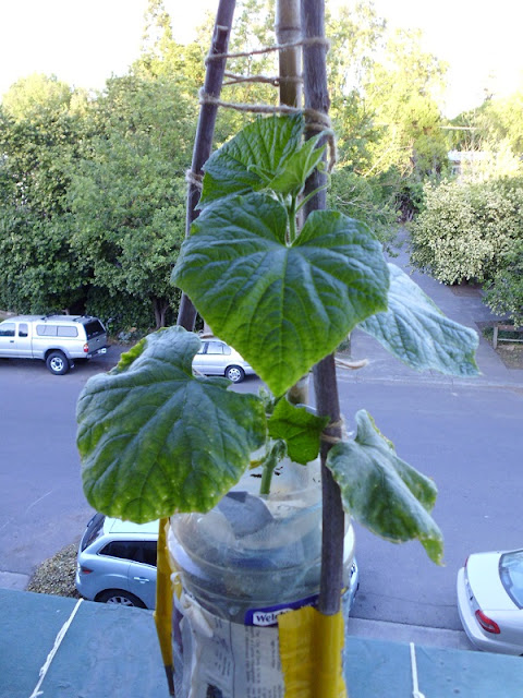 Spacemaster Cucumber | Greens and Machines