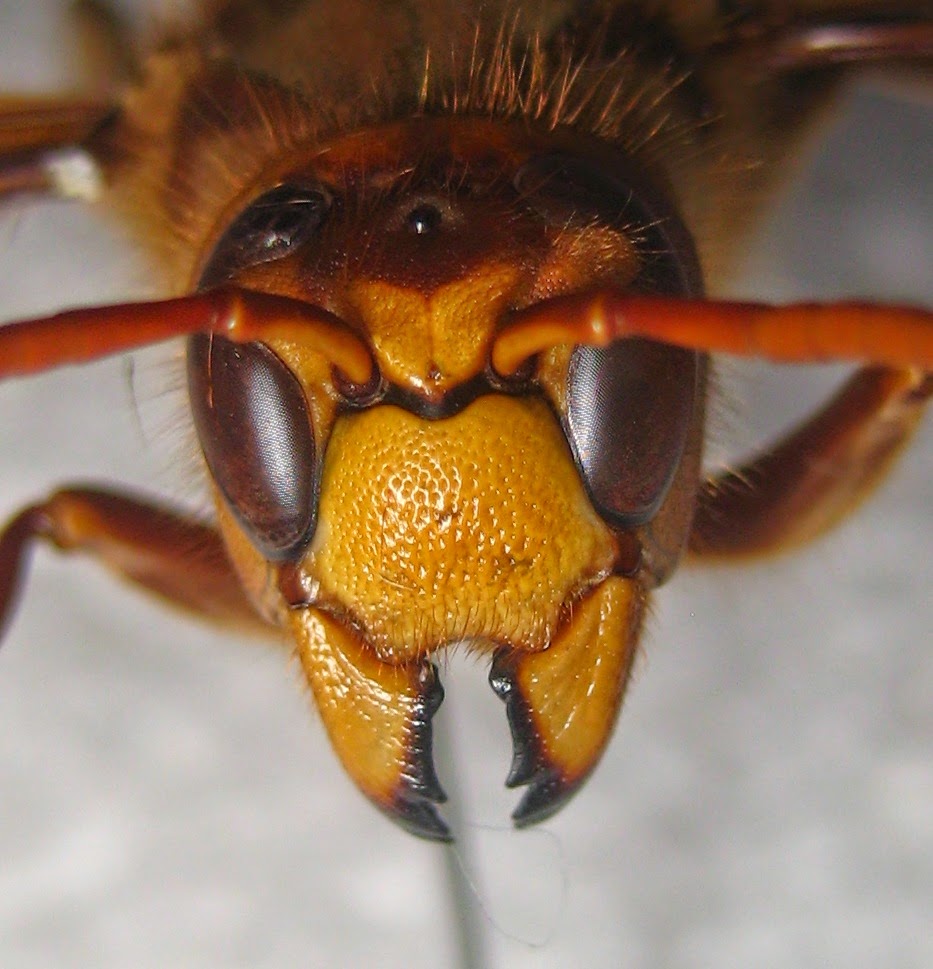 Insects of Britain: Hornet