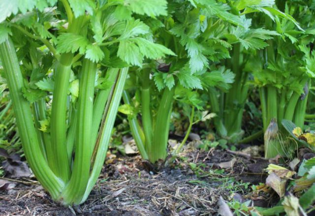 PLAAN : Apio - Apium graveolens var. dulce