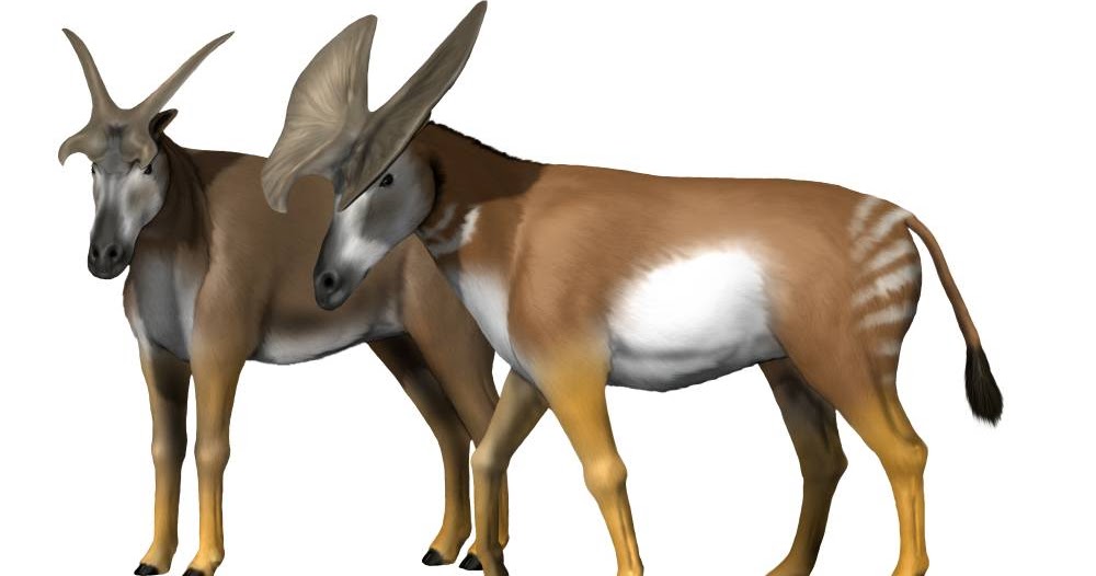 Spinops: Prolibytherium magnieri