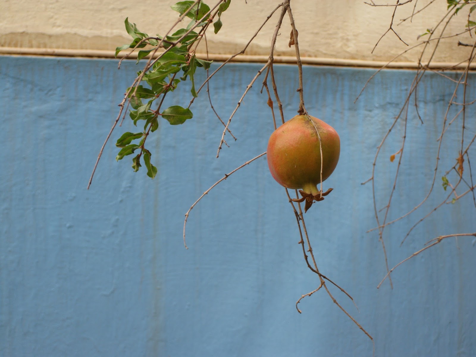 Mary Harper: Hadrawi: The Somali Shakespeare