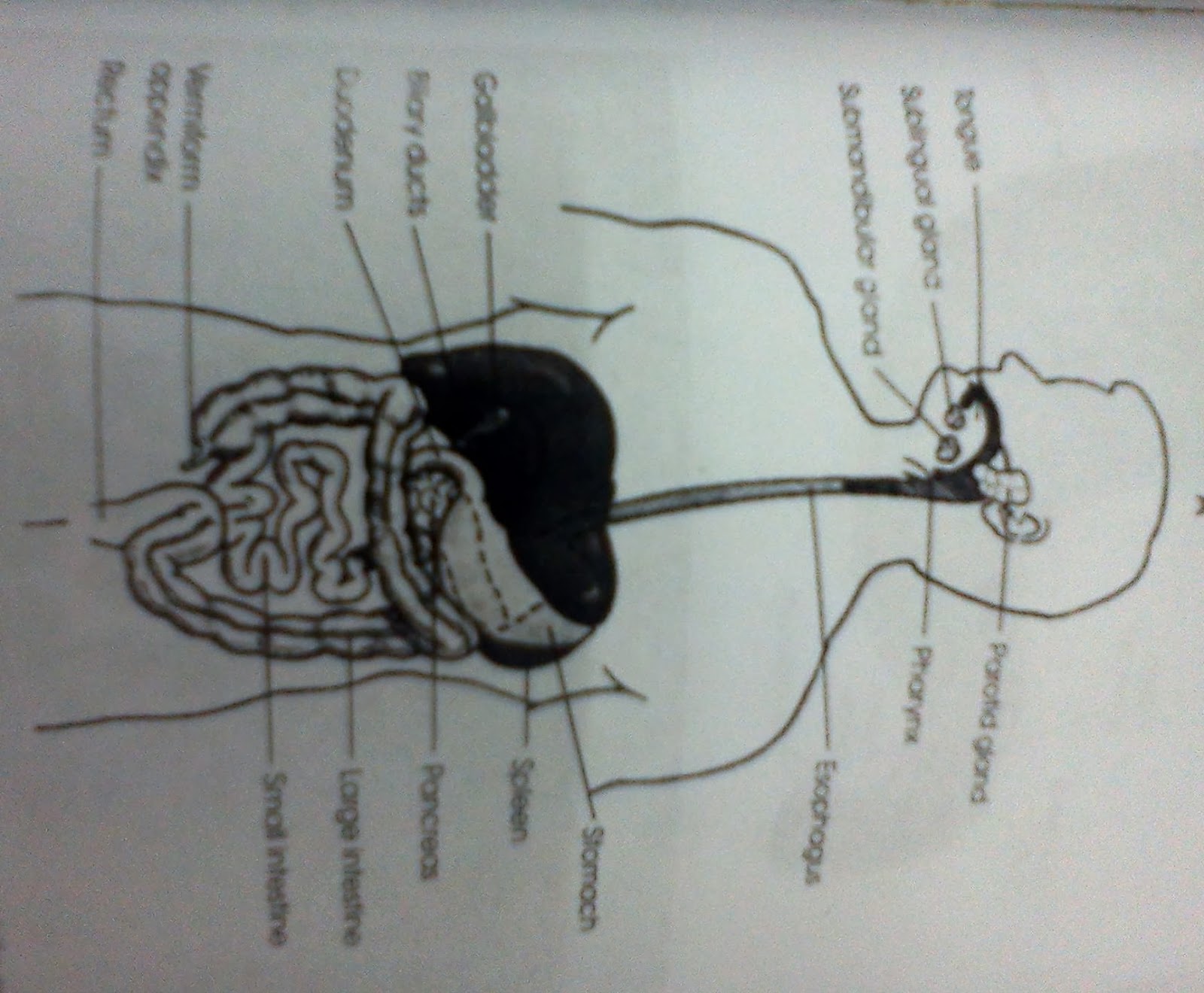 Radiologi: Teknik Pemeriksaan OMD (Oesofagus Maag Duodenum)
