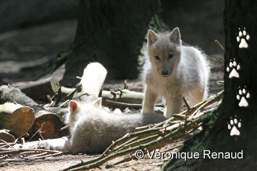 White Wolf : An Encounter with 2 Arctic Wolf Pups... (Photos)