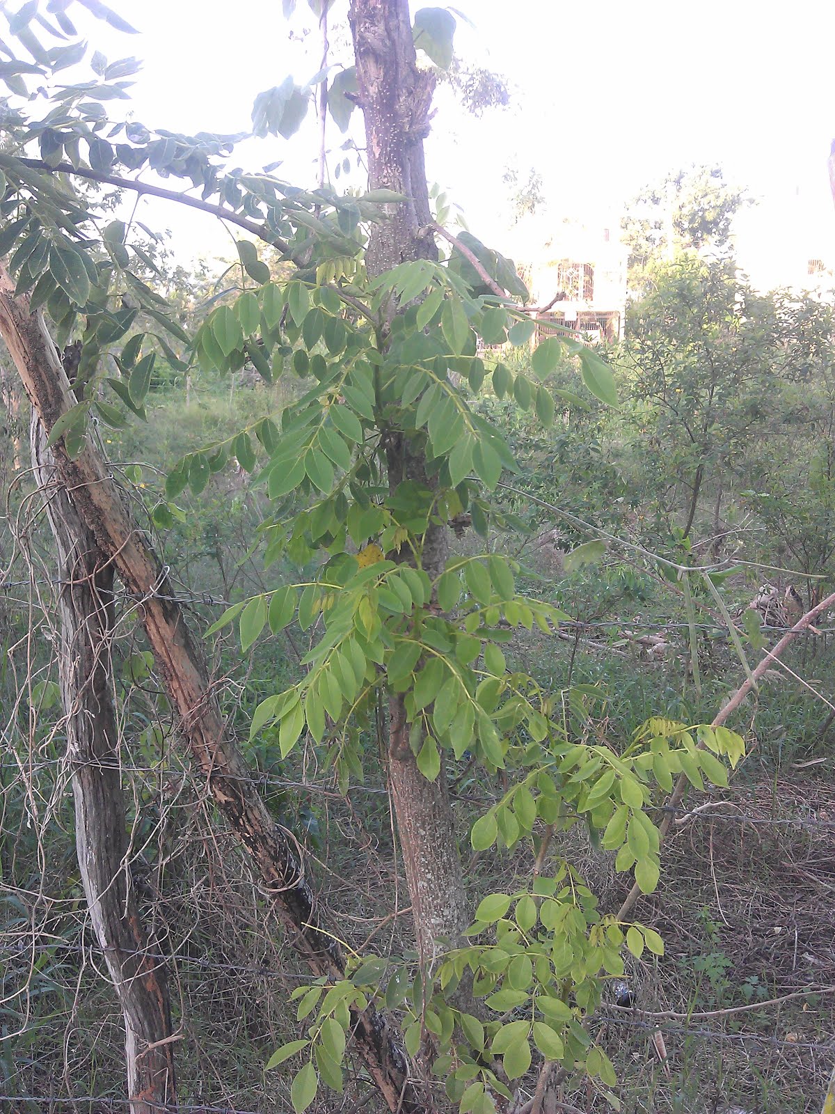 El piñón, árbol de mil usos (Gliricidia Sepium)