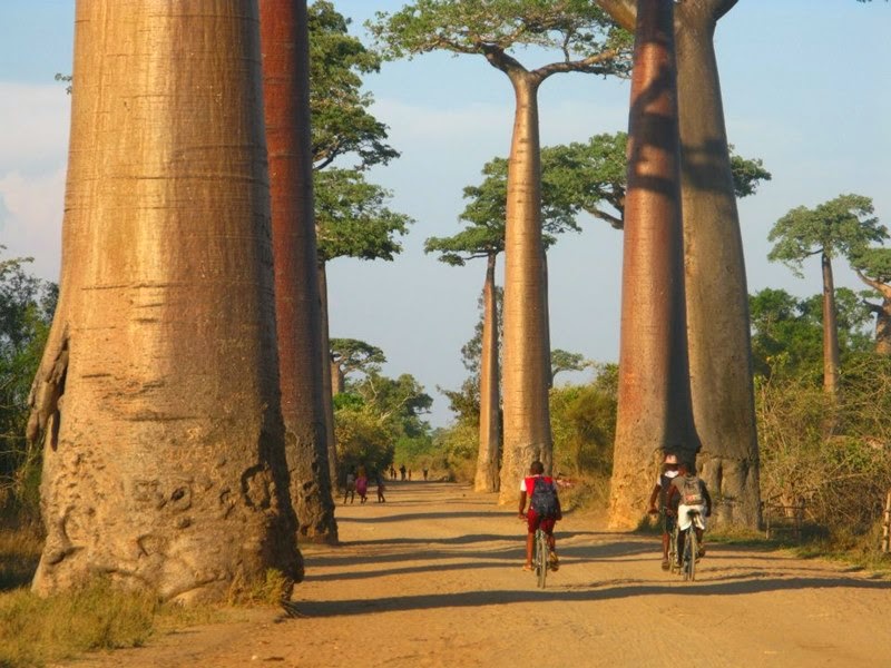 Ritebook: The Avenue of the Baobabs | Madagascar