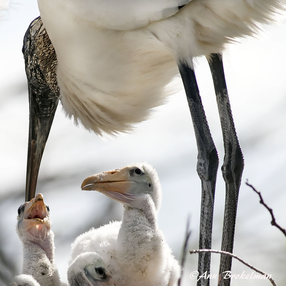 Ann Brokelman Photography: Wood Stork with babies in Florida