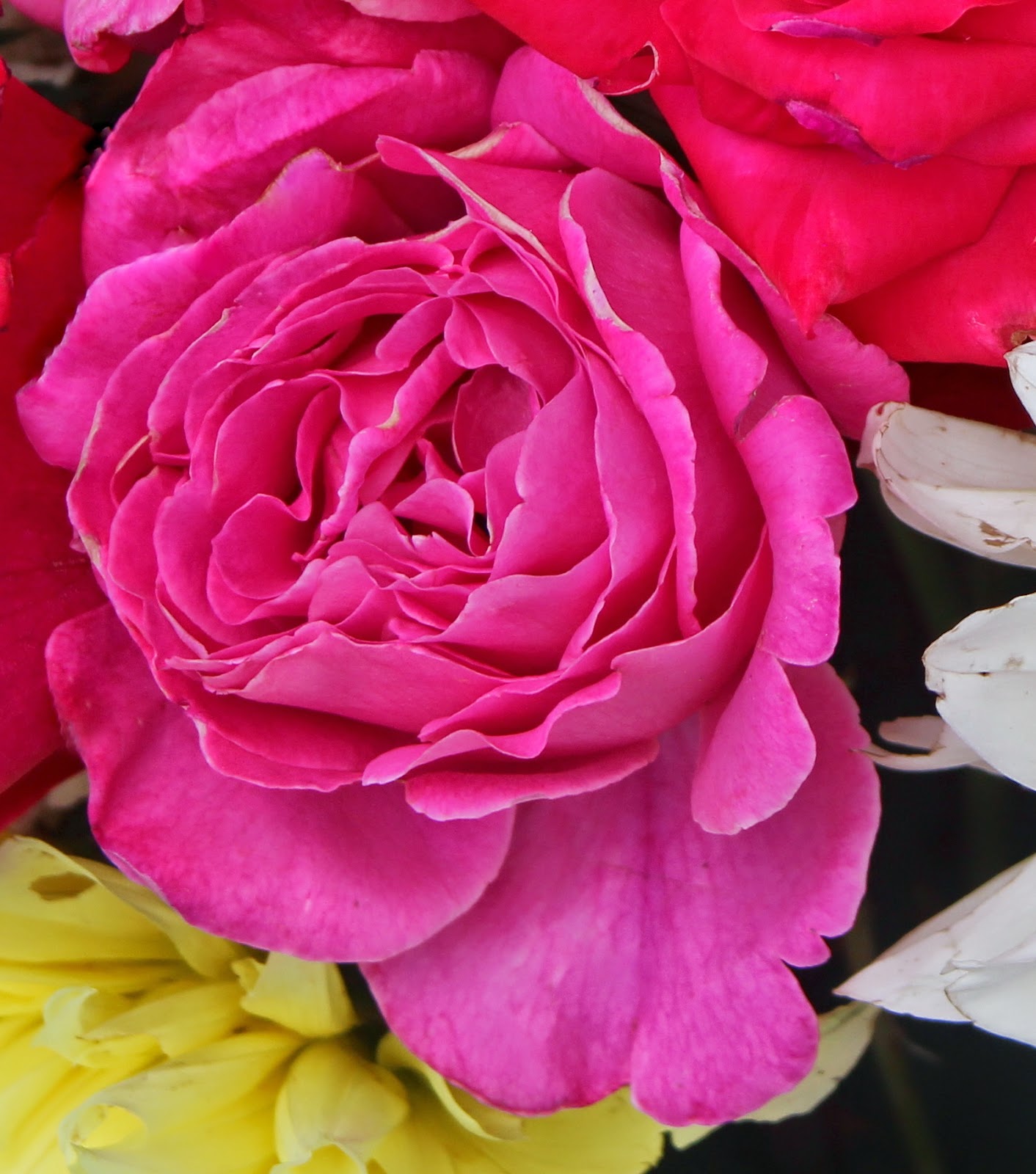 ROSES - Fall hybrid tea roses in bouquets and arrangements - Sowing the ...